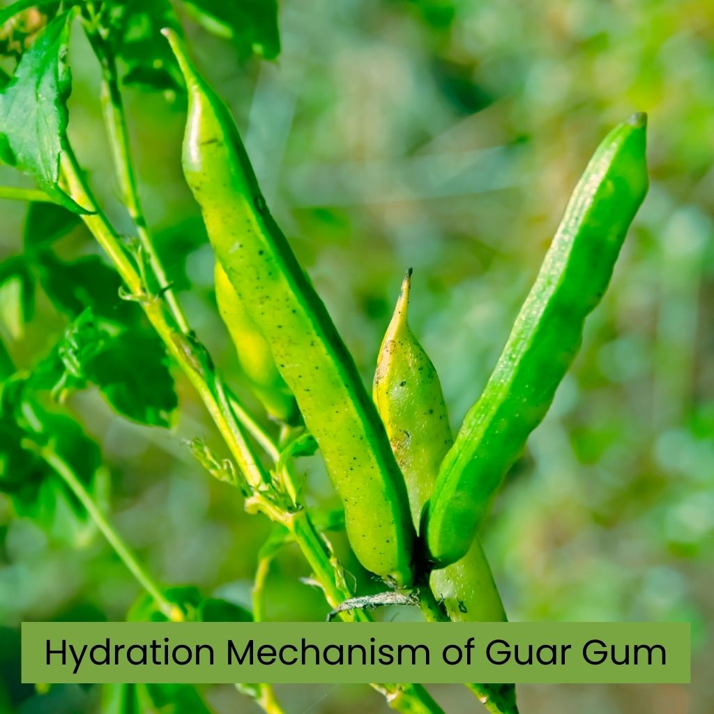Guar Gum Powder Properties – Hydration, Viscosity & Gel Formation Explained